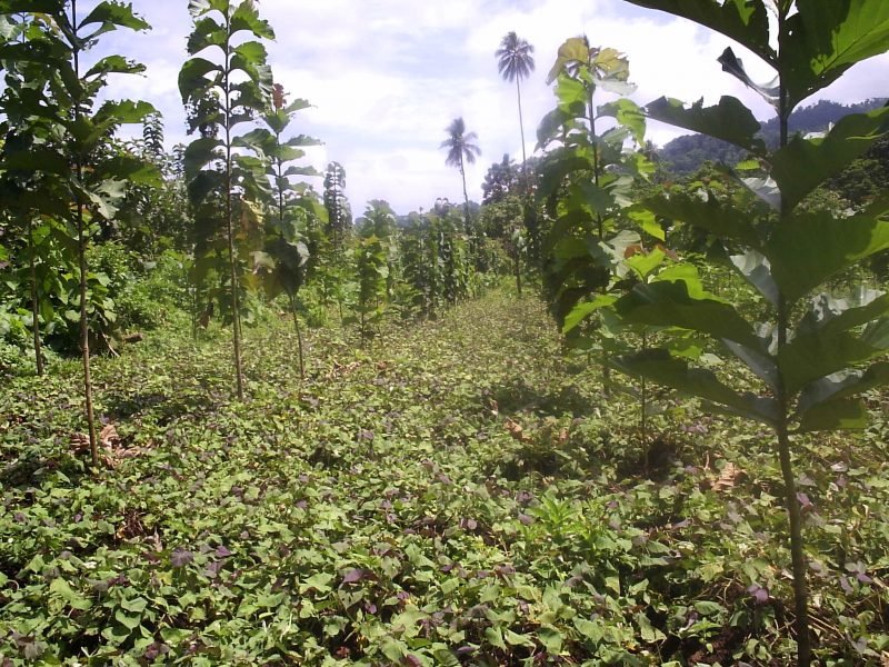 RICE FARMERS FROM YSABEL & WESTERN TRAINED ON RICE MILLING - Solomon ...
