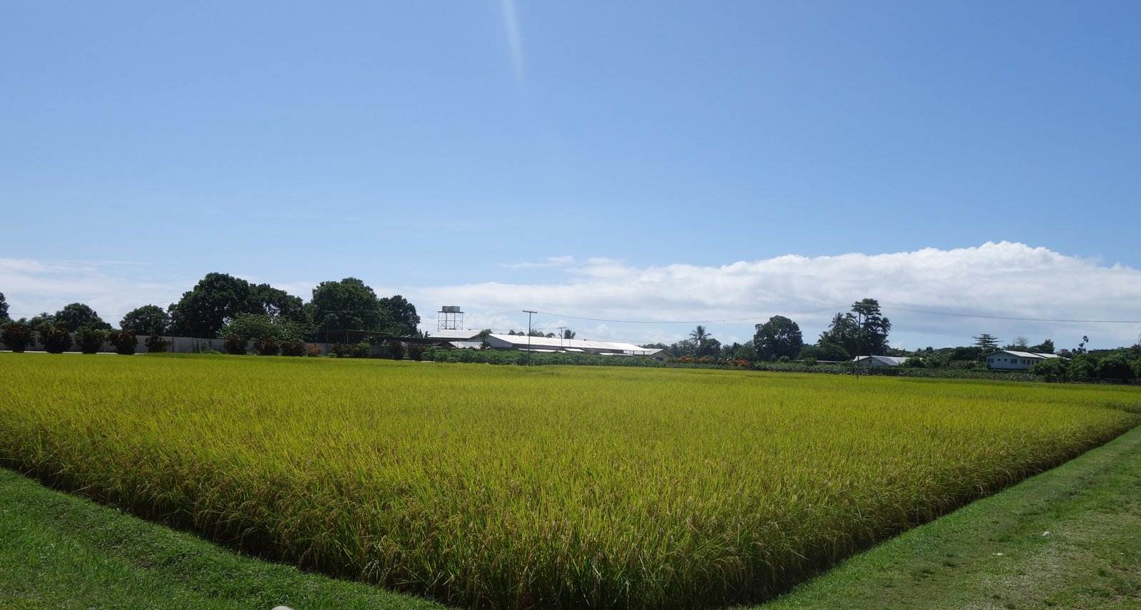 The rice farm at the Taiwan Technical Mission in Honiara | SIBC