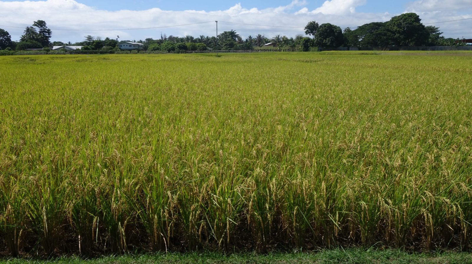 COCOA AWARD WINNER TO RECEIVE AWARD IN HONIARA - Solomon Islands ...