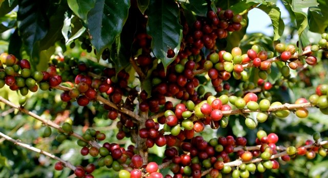 SOLOMON ISLANDS NEEDS TO GROW RICE COMMERCIALLY - Solomon Islands ...