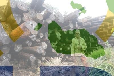 Pillaging people’s Tubi trees - Solomon Islands Broadcasting ...