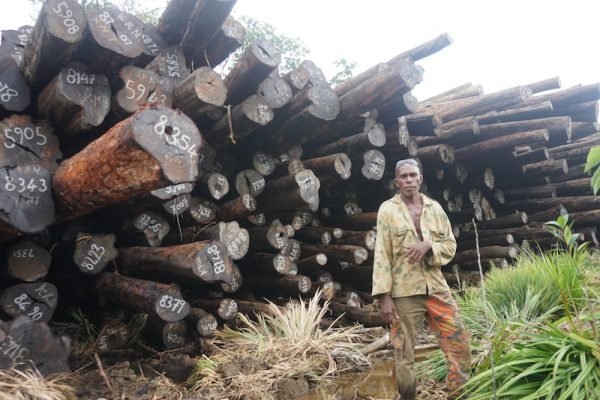 Pillaging people’s Tubi trees - Solomon Islands Broadcasting ...