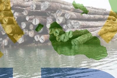 Pillaging people’s Tubi trees - Solomon Islands Broadcasting ...