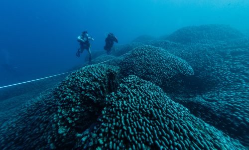 Malau Lalos’ strive for MPA status leads to discovery of the World’s ...